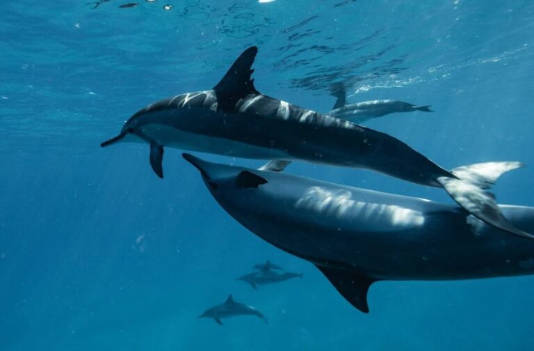 How Do Dolphins Sleep? Surprising Facts Revealed - Broad Browse